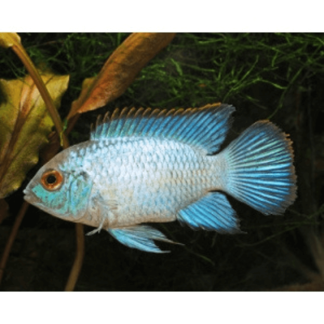 Neon Cichlid – Aequidens pulcher