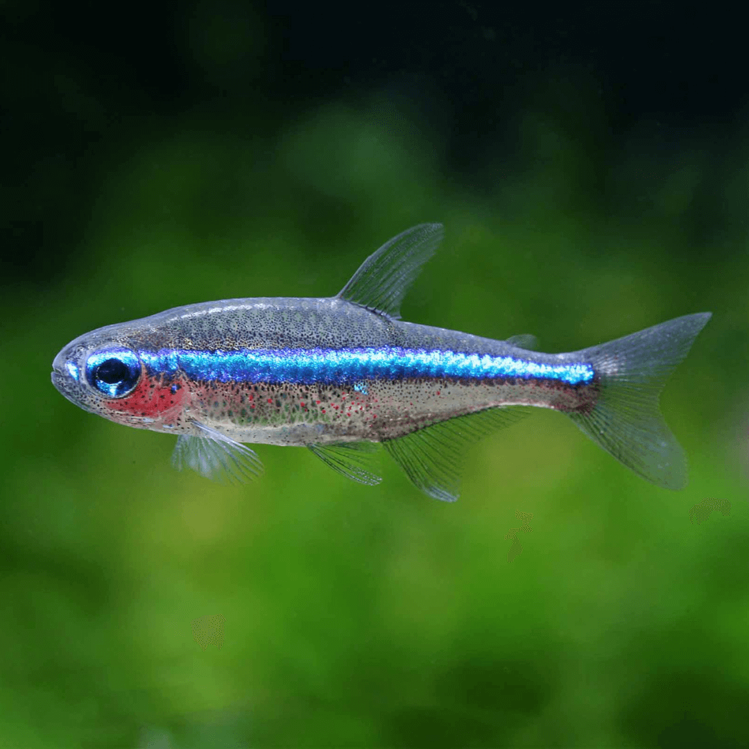 Neon Tetra Blue L – Paracheirodon innesi