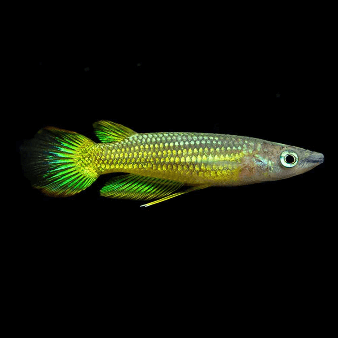 Neon Yellow Panchax – Aplocheilus lineatus