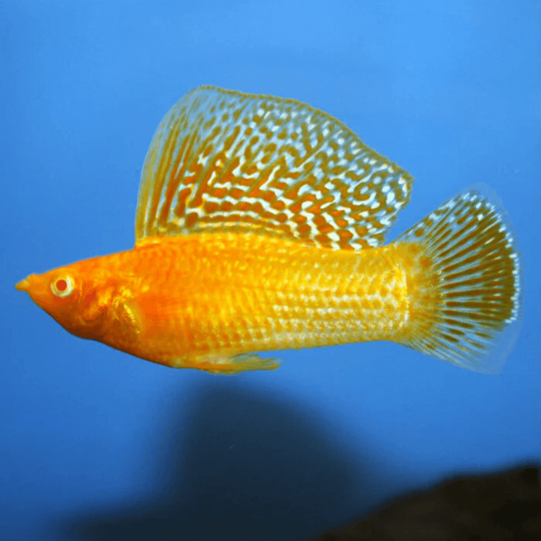 Orange Neon Sailfin Molly M – Poecilia latipinna