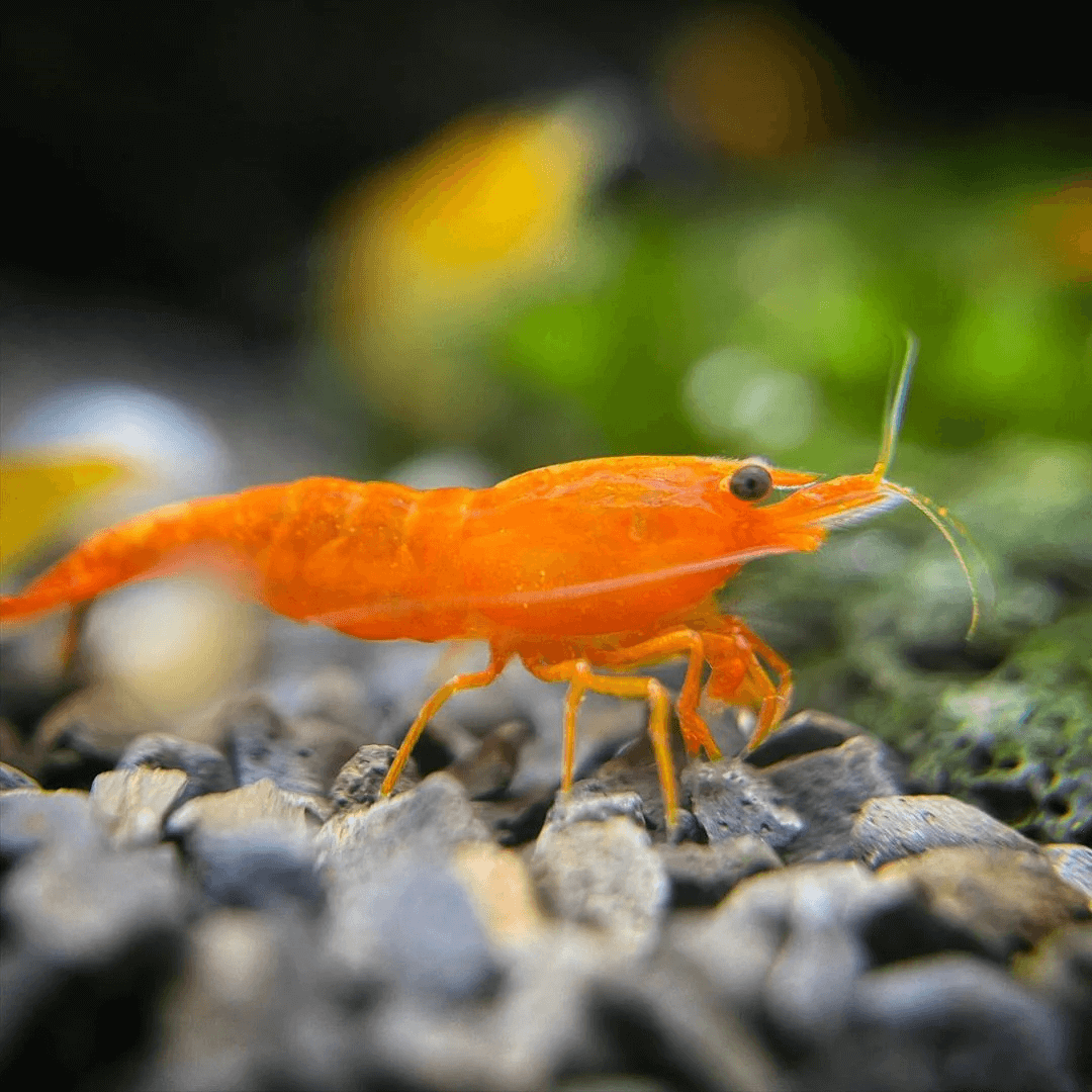 Orange Pumpkin Shrimp – Neocaridina denticulata