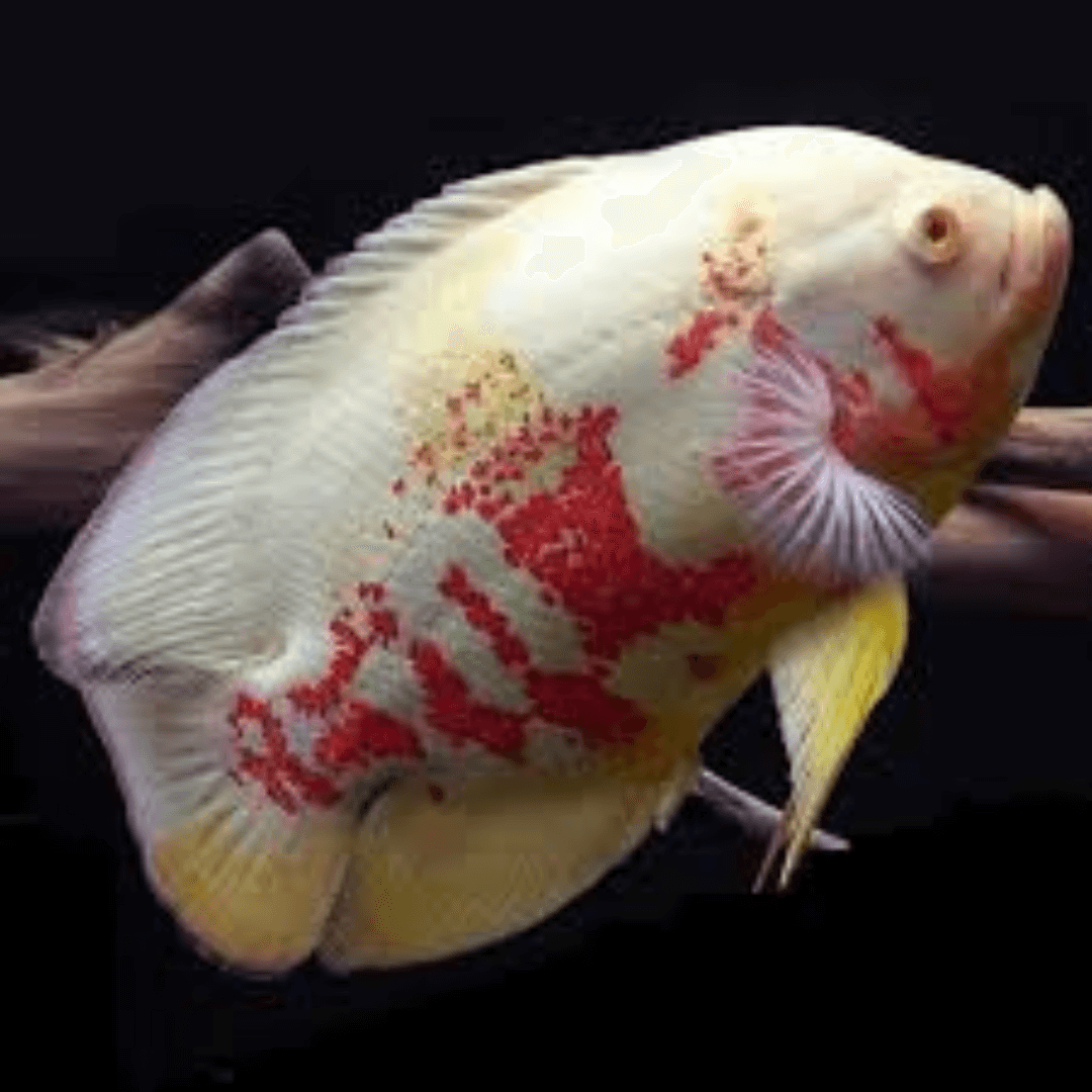 Oscar Tiger Albino 5cm – Astronotus ocellatus