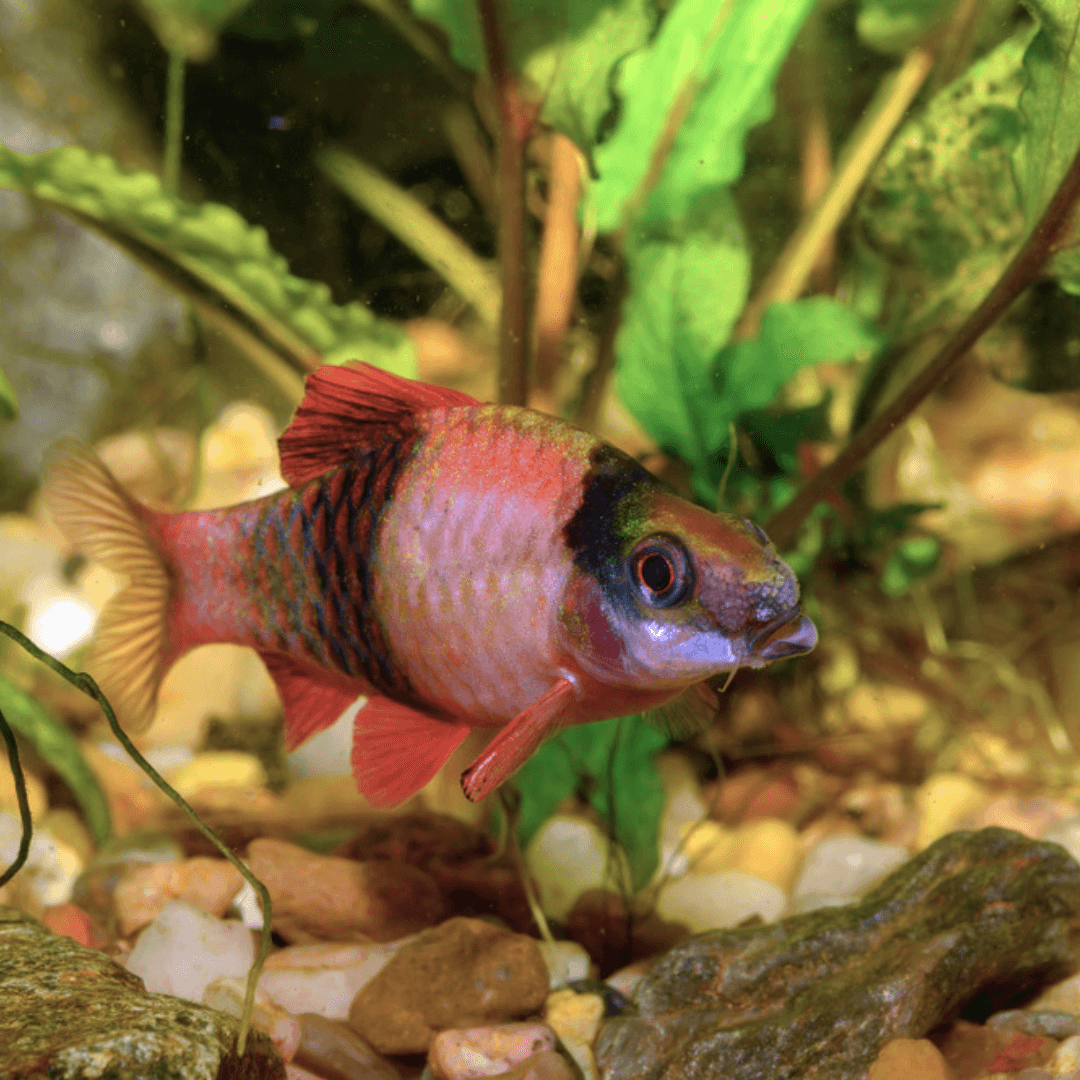 Panda Barb – Puntius fasciatus