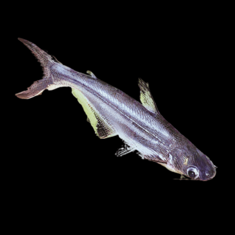 Pangasius – Pangasius sutchi