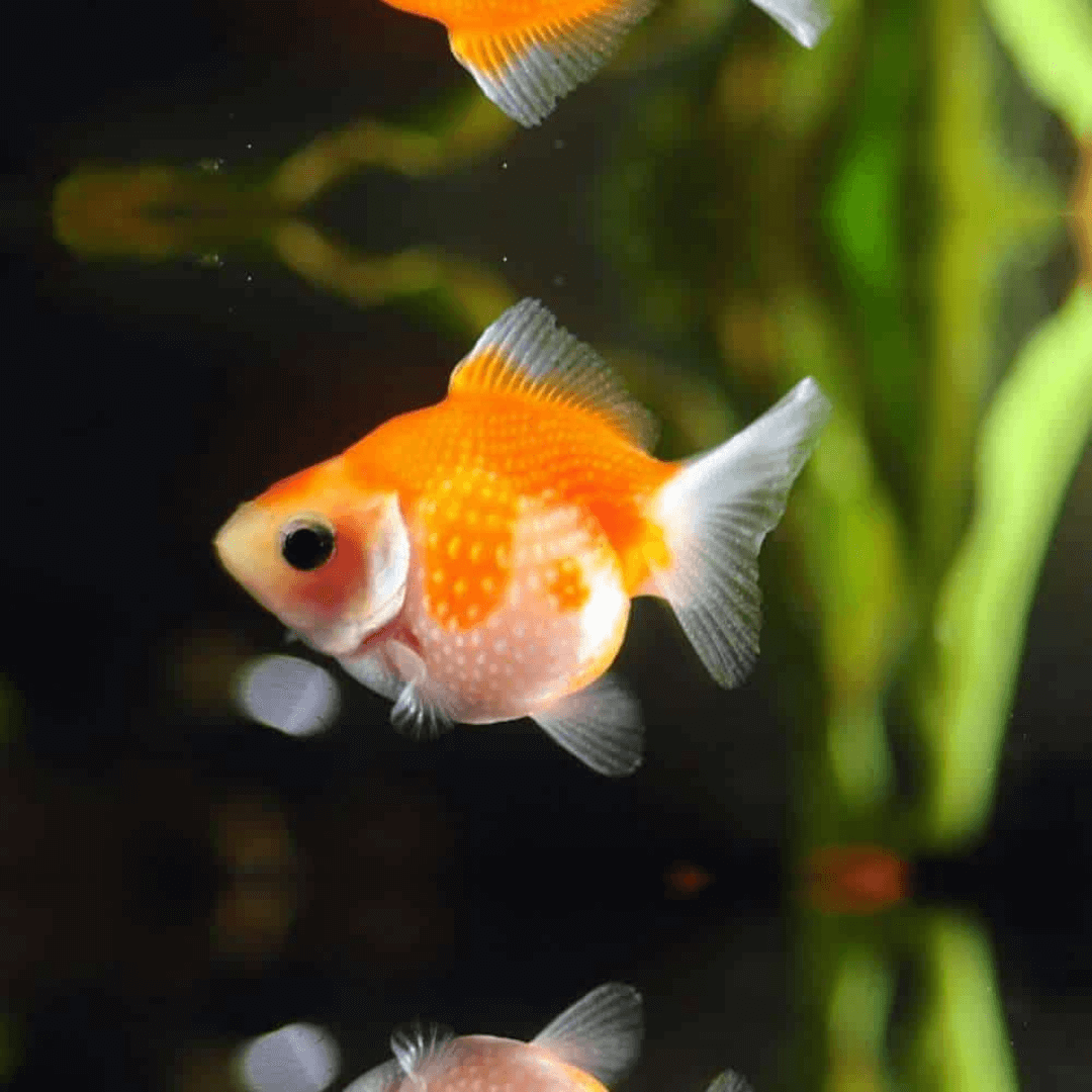 Pearl Scale 5cm – Carassius auratus