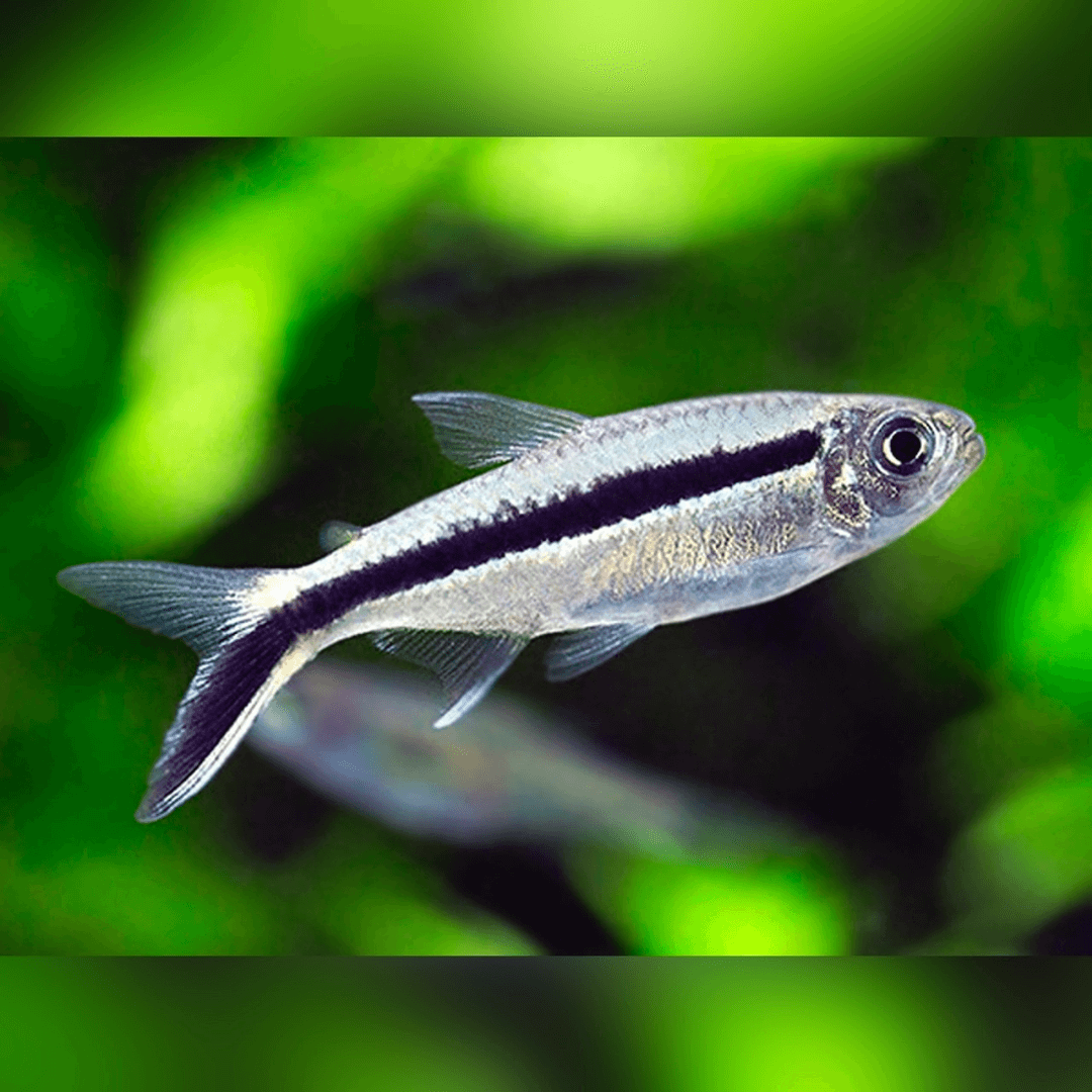 Penguin Tetra – Thayeria boehlkei