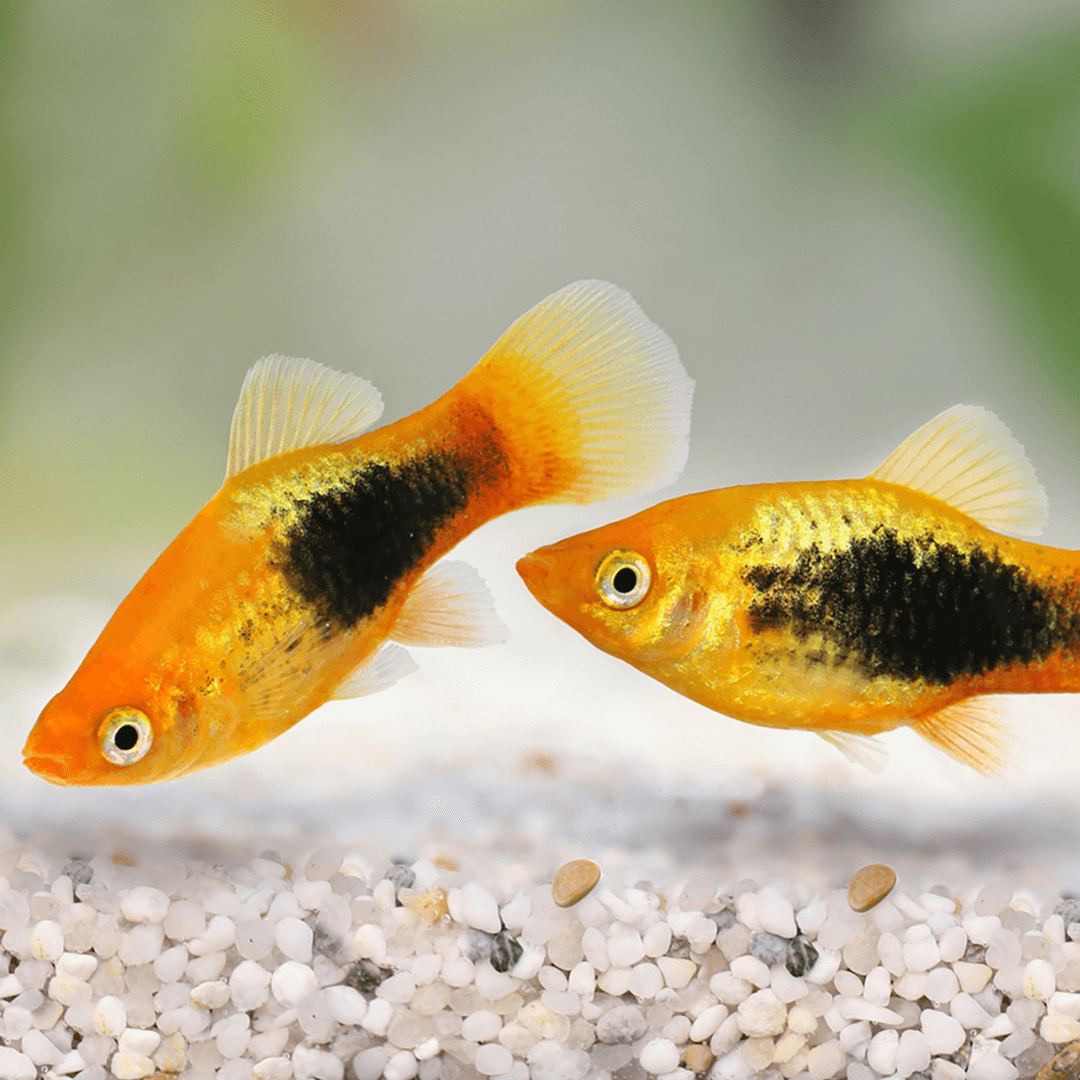 Platy Berliner – Xiphophorus maculatus