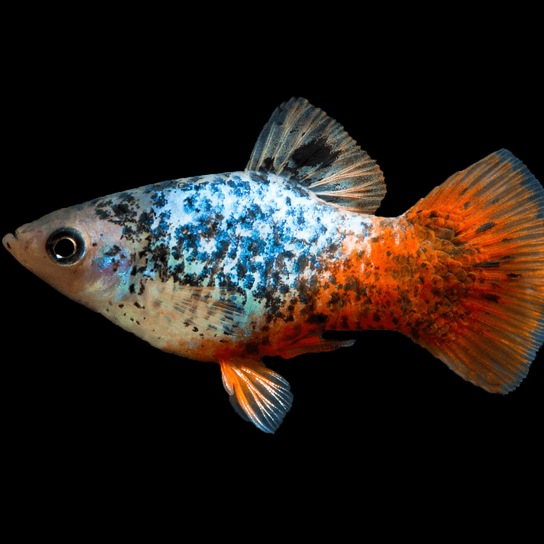 Platy Calico – Xiphophorus maculatus