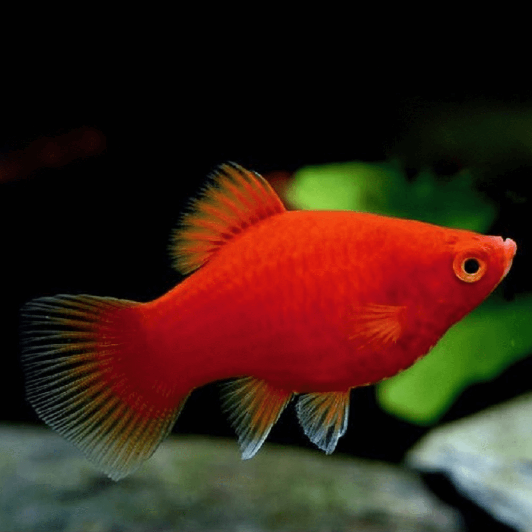 Platy Coral M – Xiphophorus maculatus