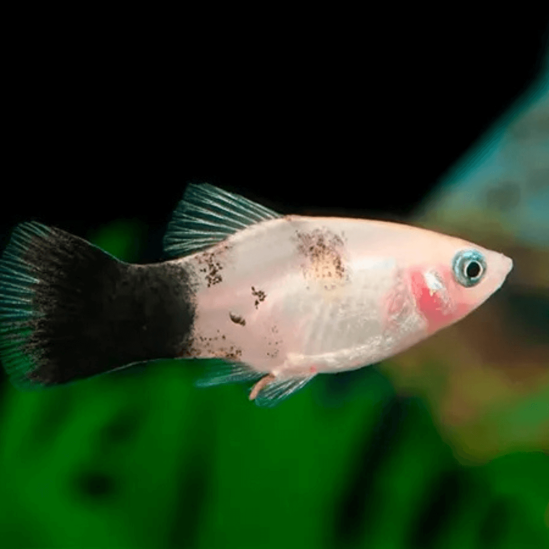Platy Panda – Xiphophorus maculatus
