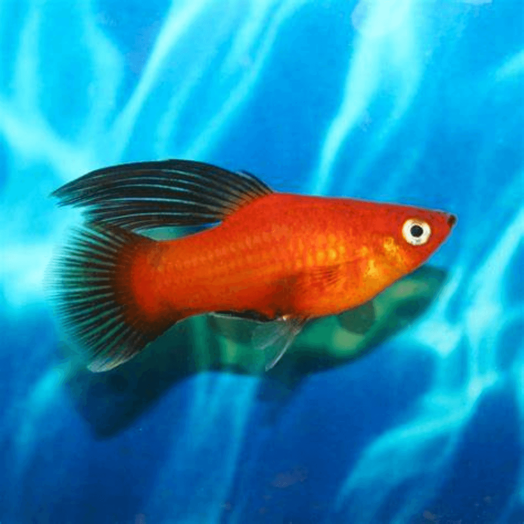 Platy Red Hi Fin – Xiphophorus maculatus