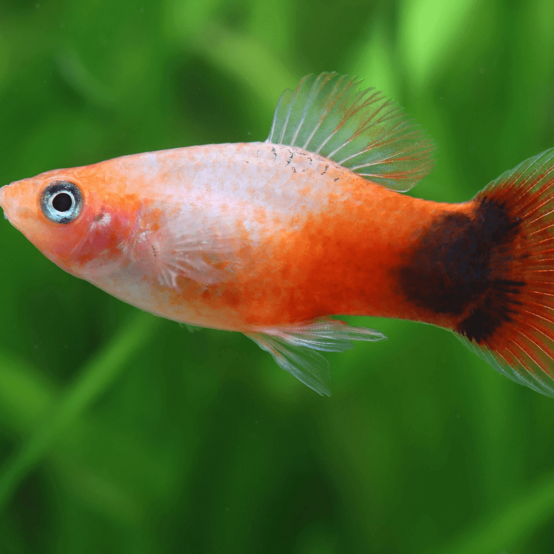 Platy Red Mickey Mouse L – Xiphophorus maculatus