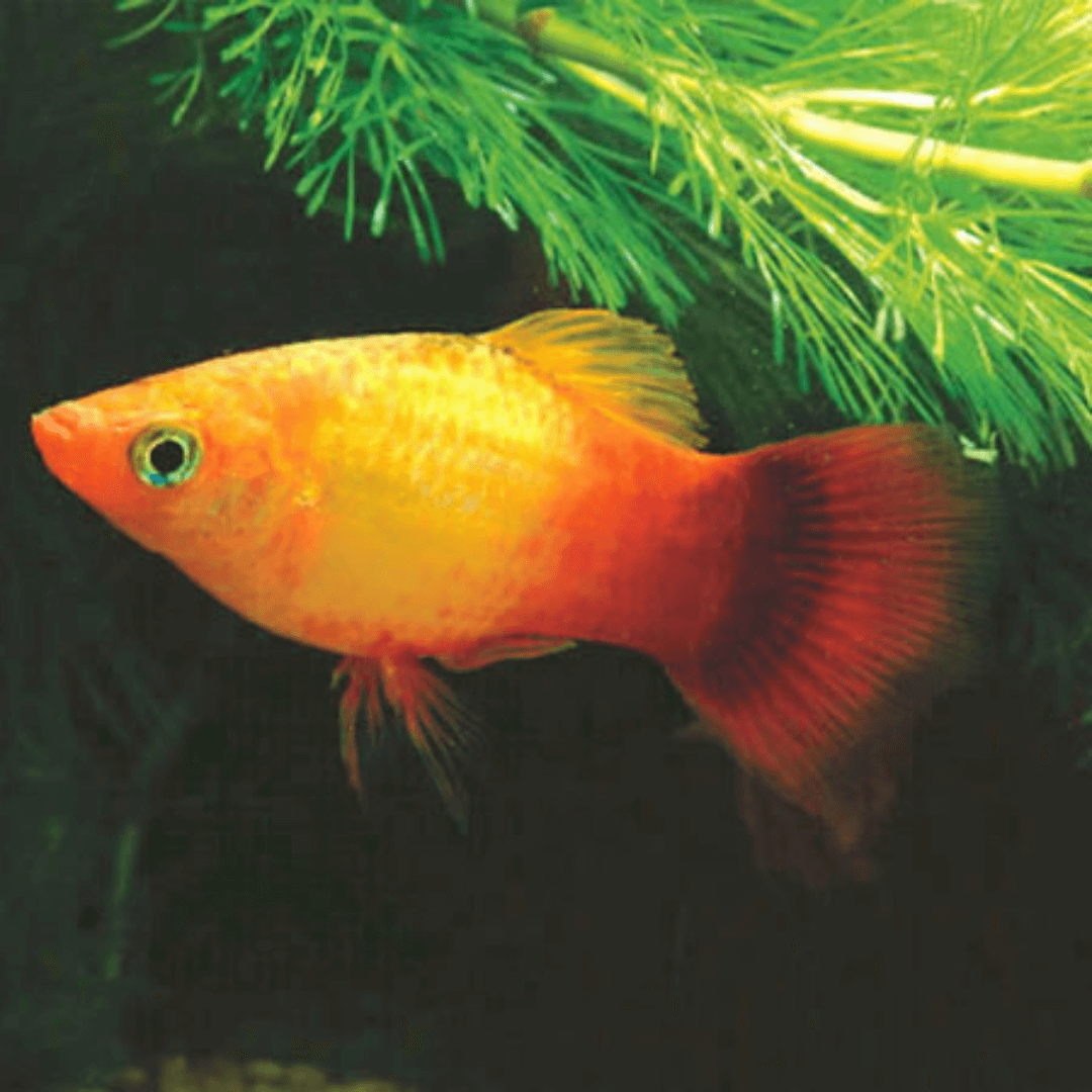 Platy Sunset – Xiphophorus maculatus