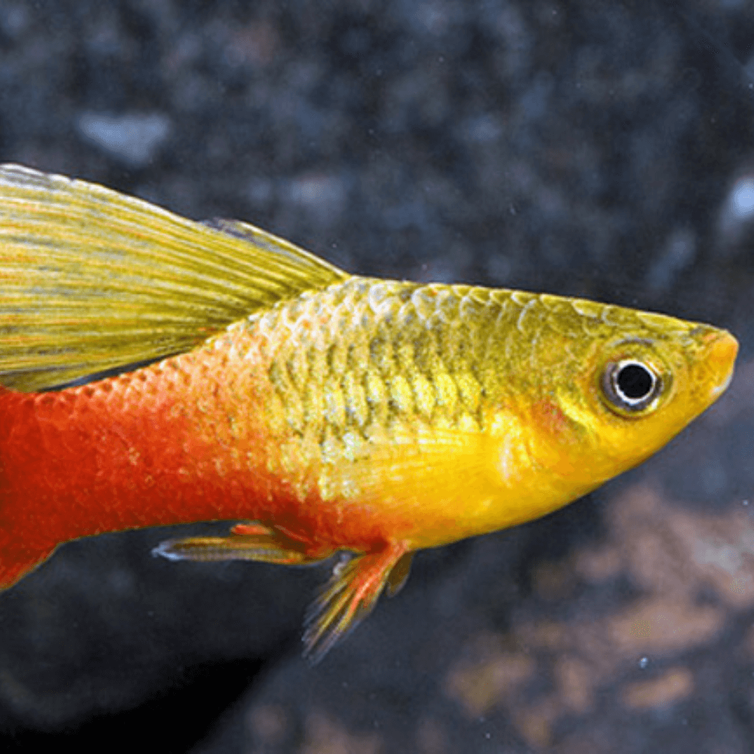 Platy Sunset Hi Fin – Xiphophorus maculatus