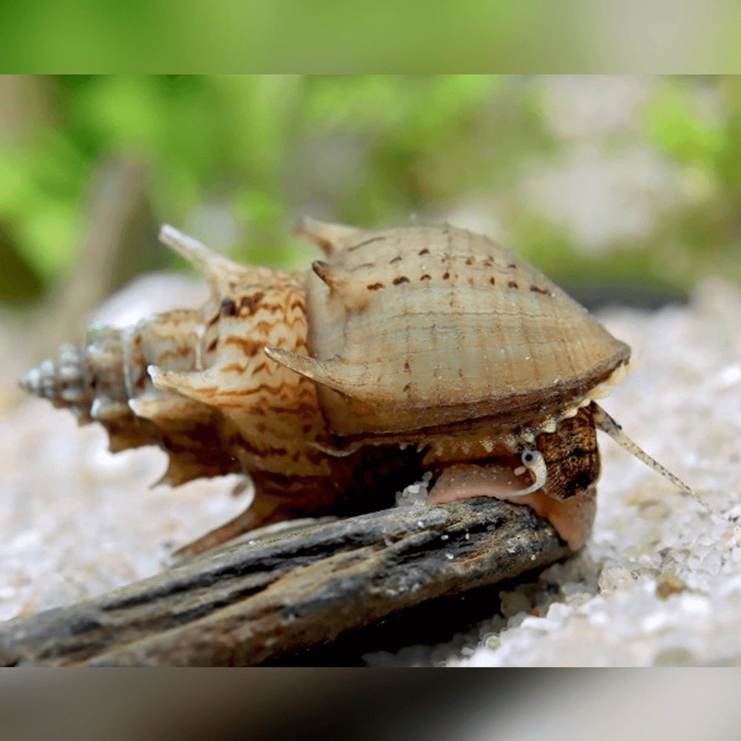 Prambanan Zebra Snail – Thiara winteri
