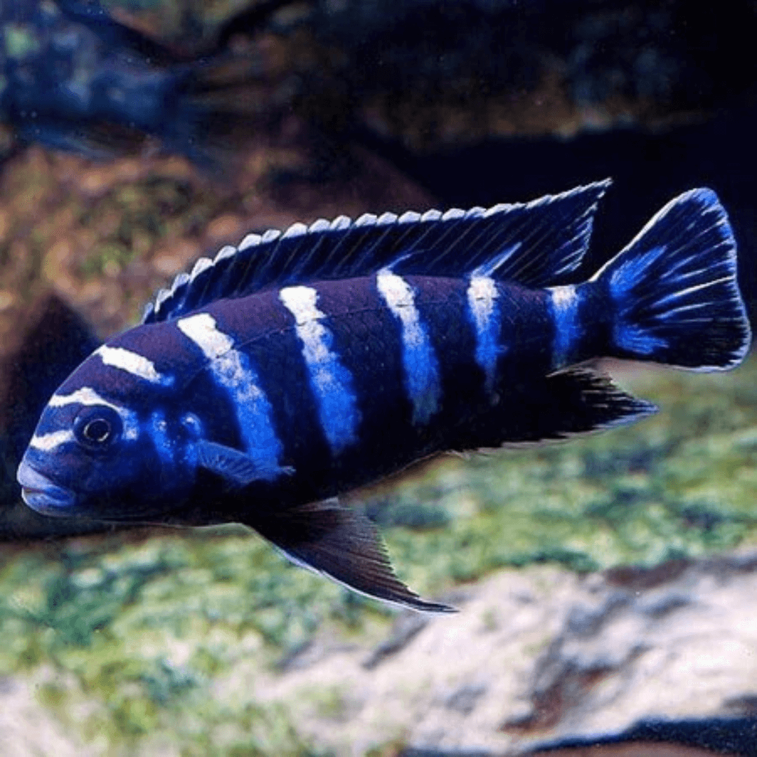 Pseudotropheus Demasoni – Pseudotropheus demasoni