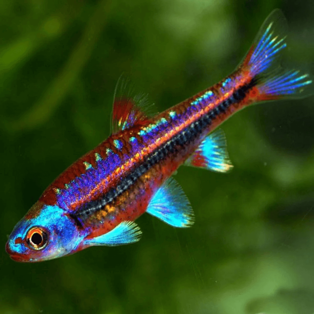 Rainbow Shiner – Notropis chrosomus