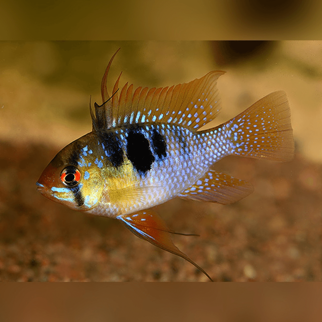 Ramirezi – Mikrogeophagus ramirezi