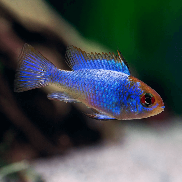 Ramirezi Electric Blue – Mikrogeophagus ramirezi