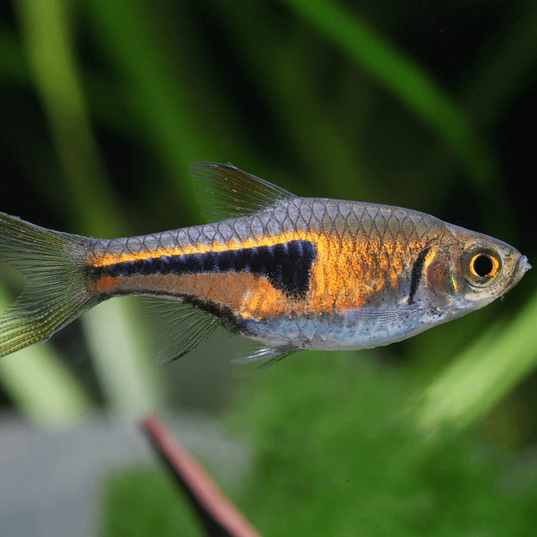 Rasbora Espei – Trigonostigma espei