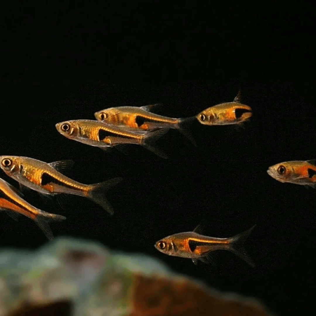 Rasbora Hengeli – Rasbora hengeli