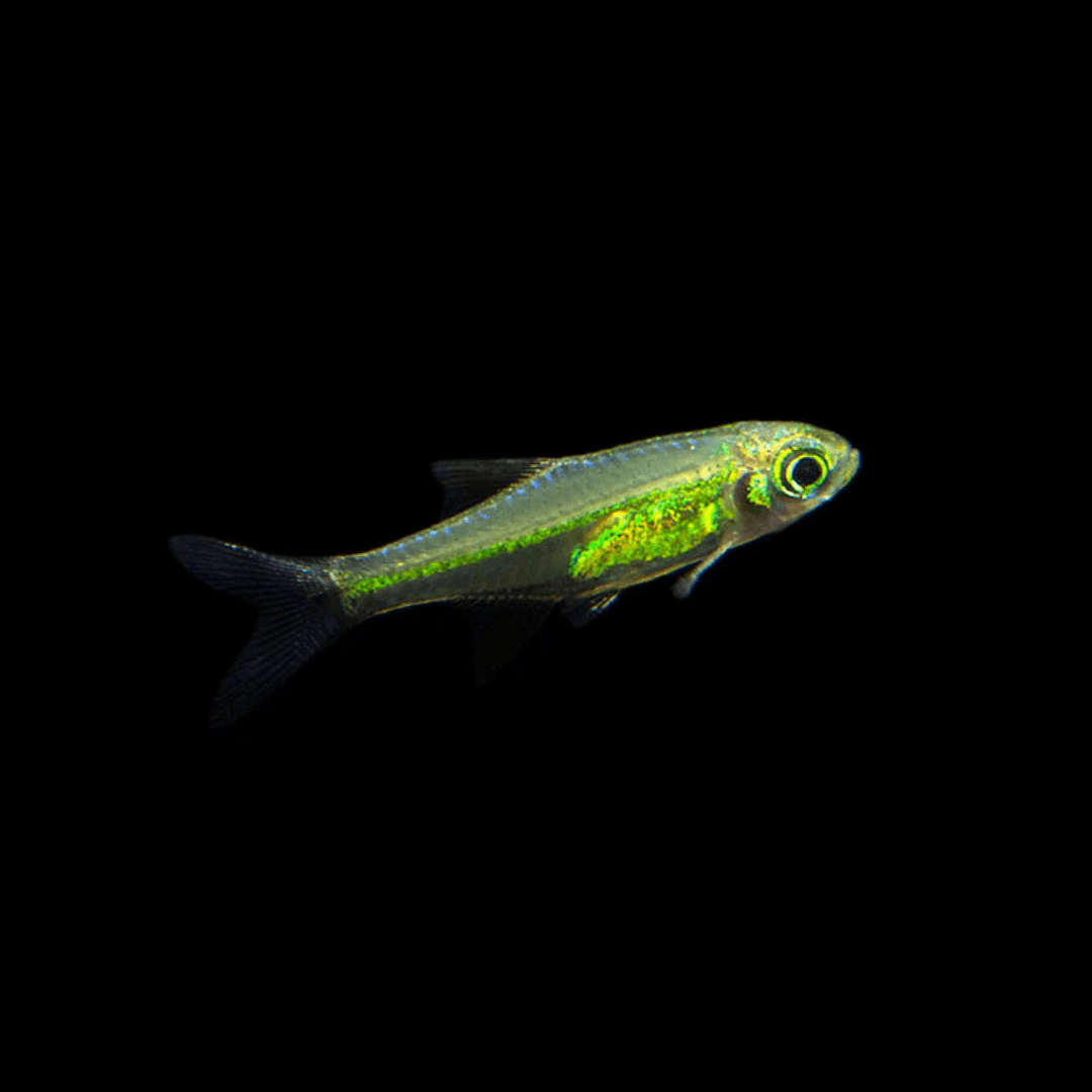 Rasbora Kubotai – Rasbora kubotai
