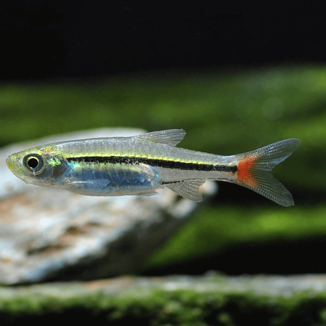 Rasbora Red Tail – Rasbora borapetenis
