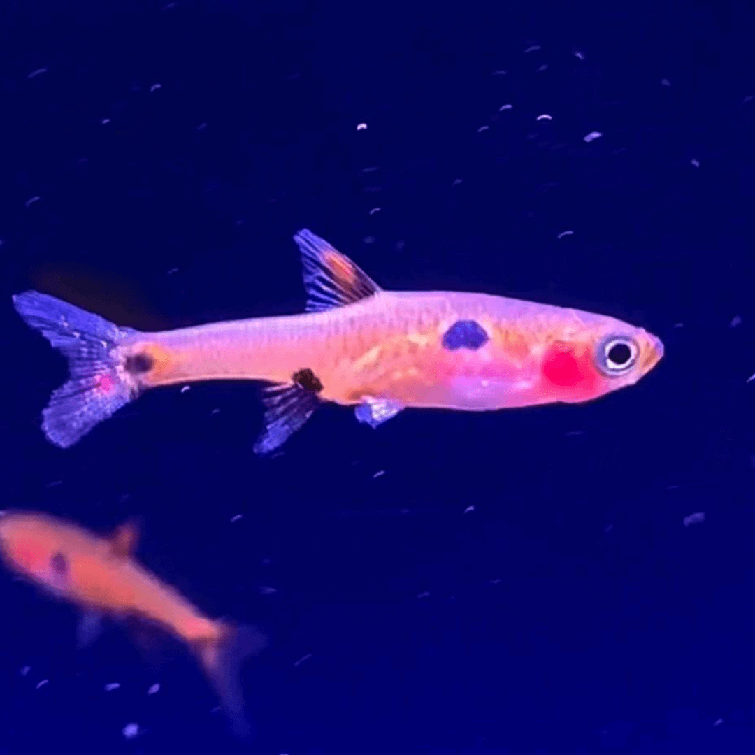 Rasbora Spotted – Rasbora maculata