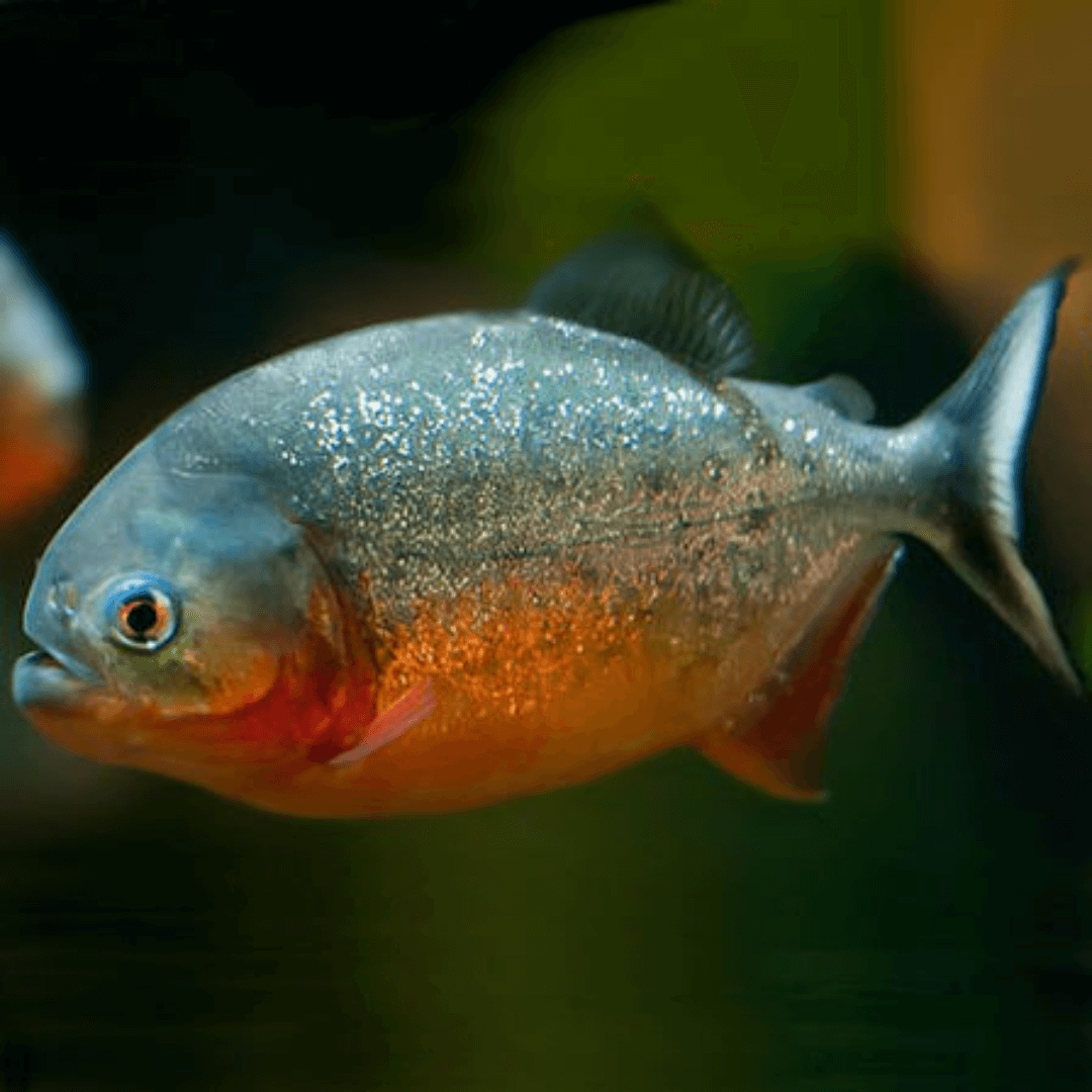 Red Bellied Piranha – Pygocentrus nattereri