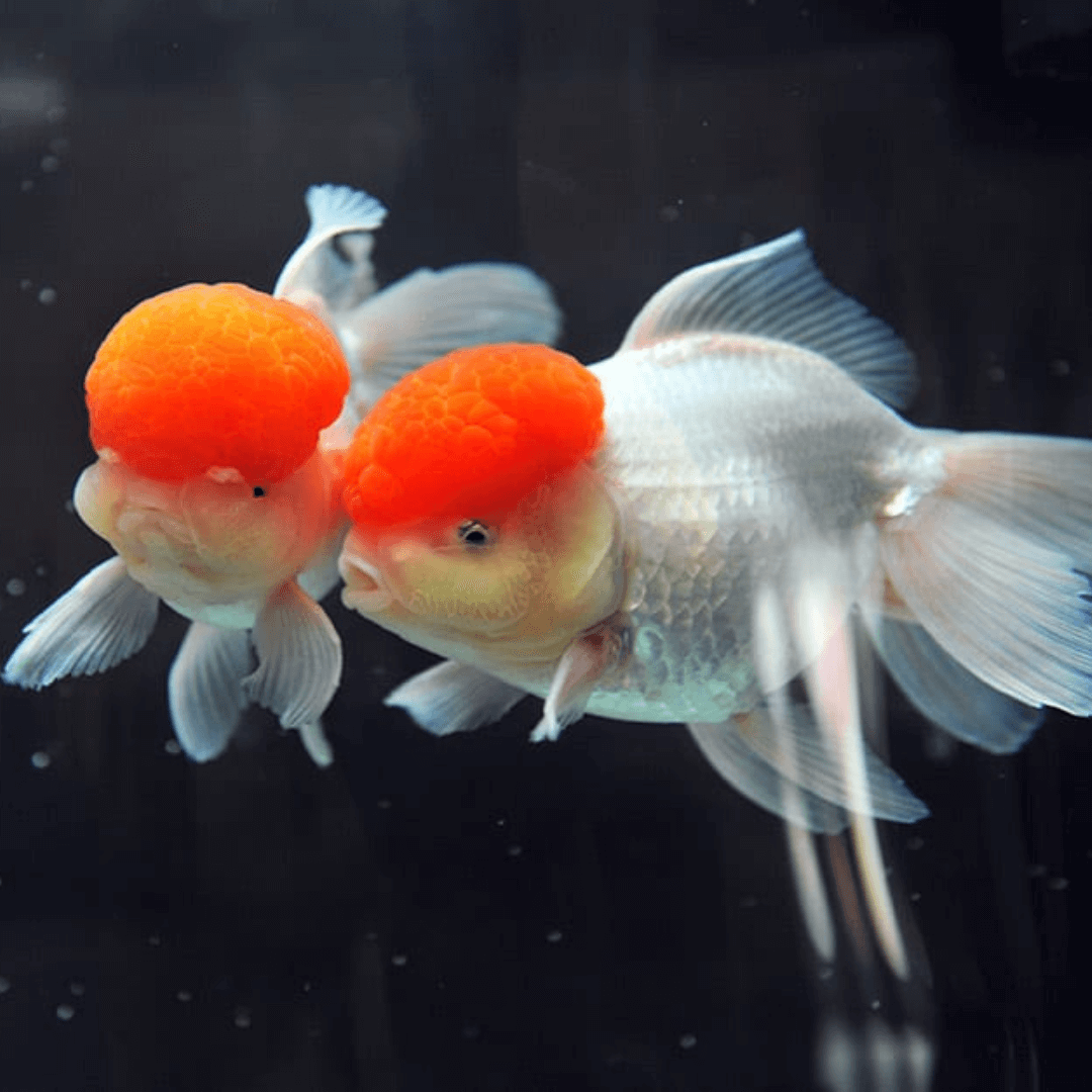 Red Cap Oranda 7-8cm – Carassius auratus