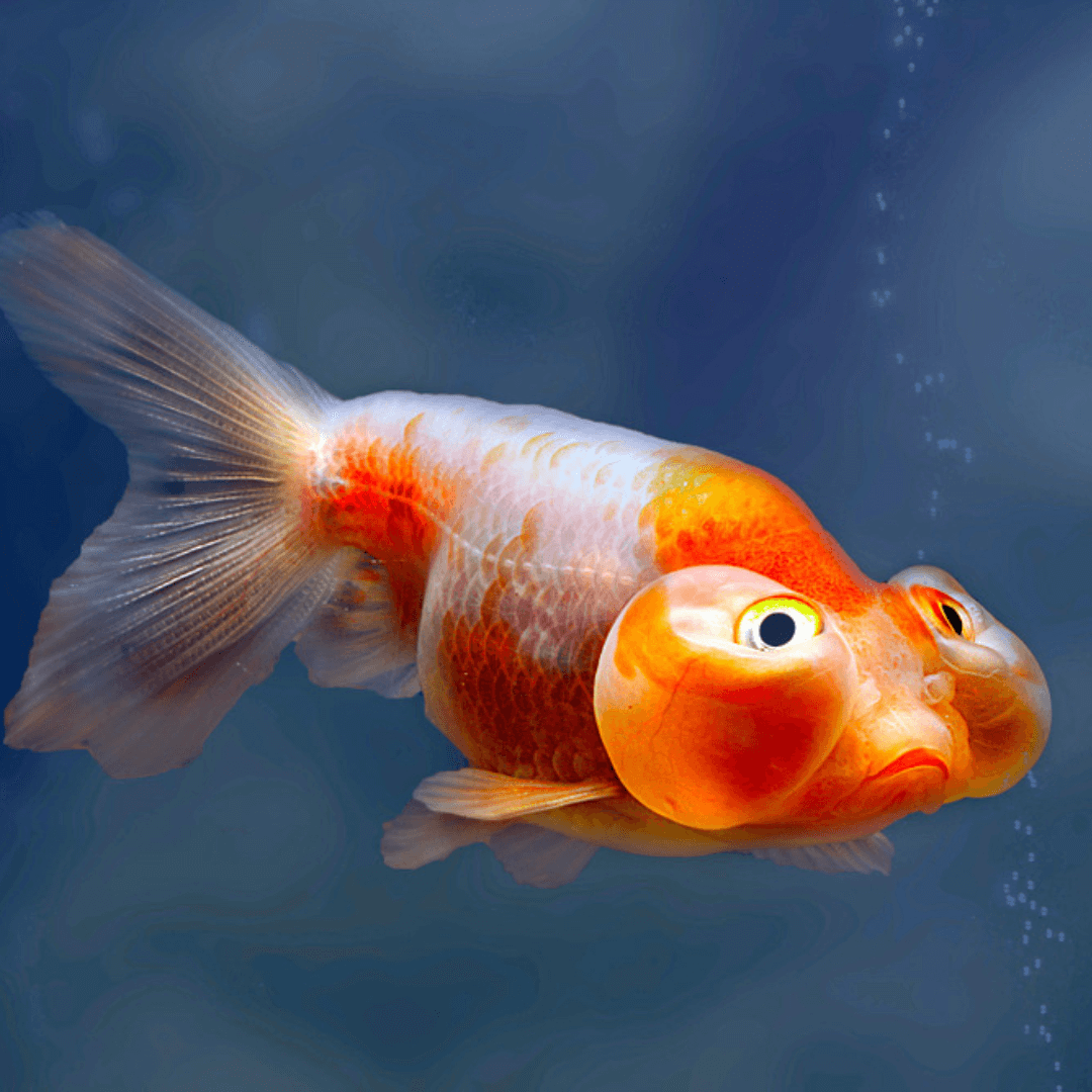 Red Celestial Goldfish 5-6cm – Carassius auratus