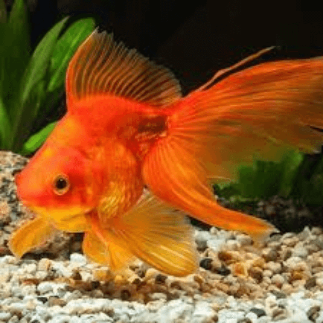Red Fantail Goldfish 5cm – Carassius auratus