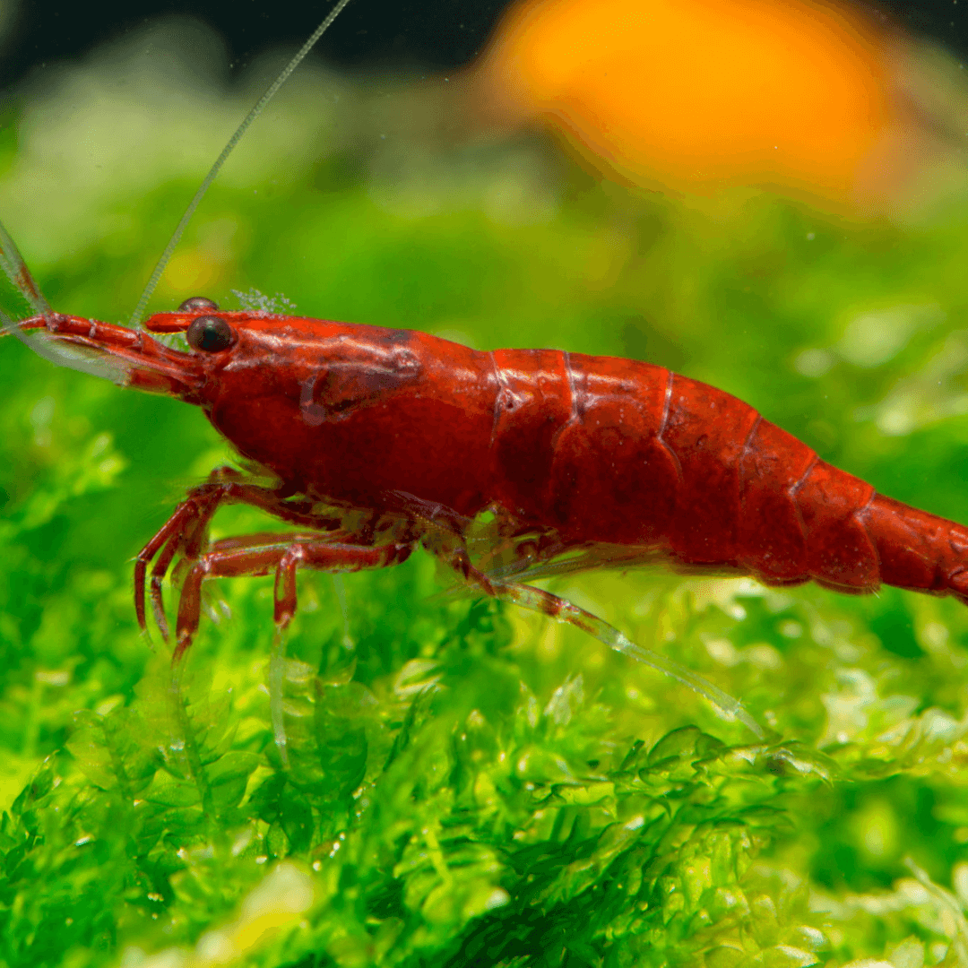 Red Fire Shrimp – Neocaridina heteropoda