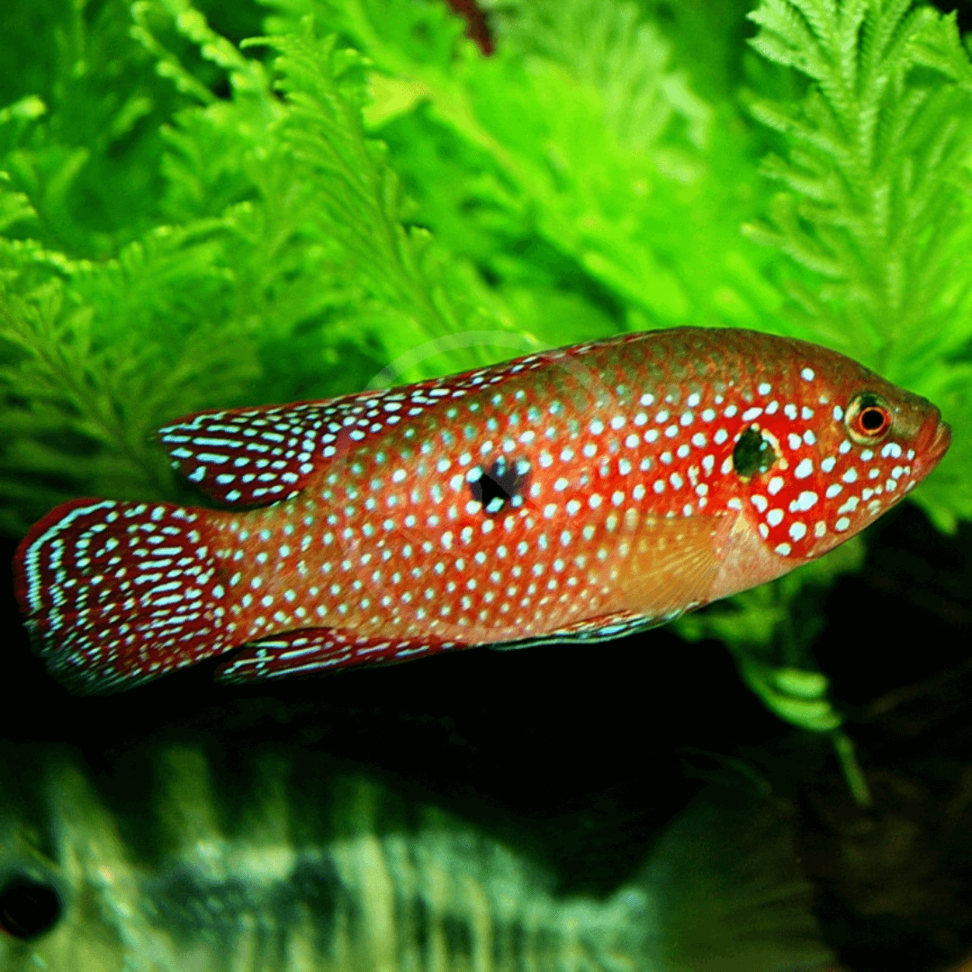 Red Jewel Cichlid – Hemichromis lifalili