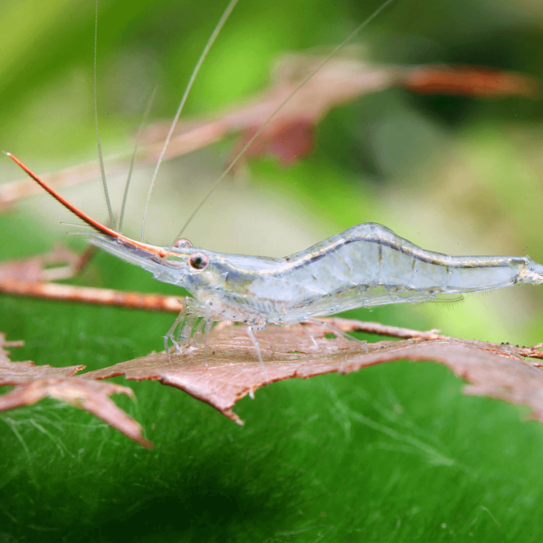 Red Nose Shrimp – Caridina gracilirostris