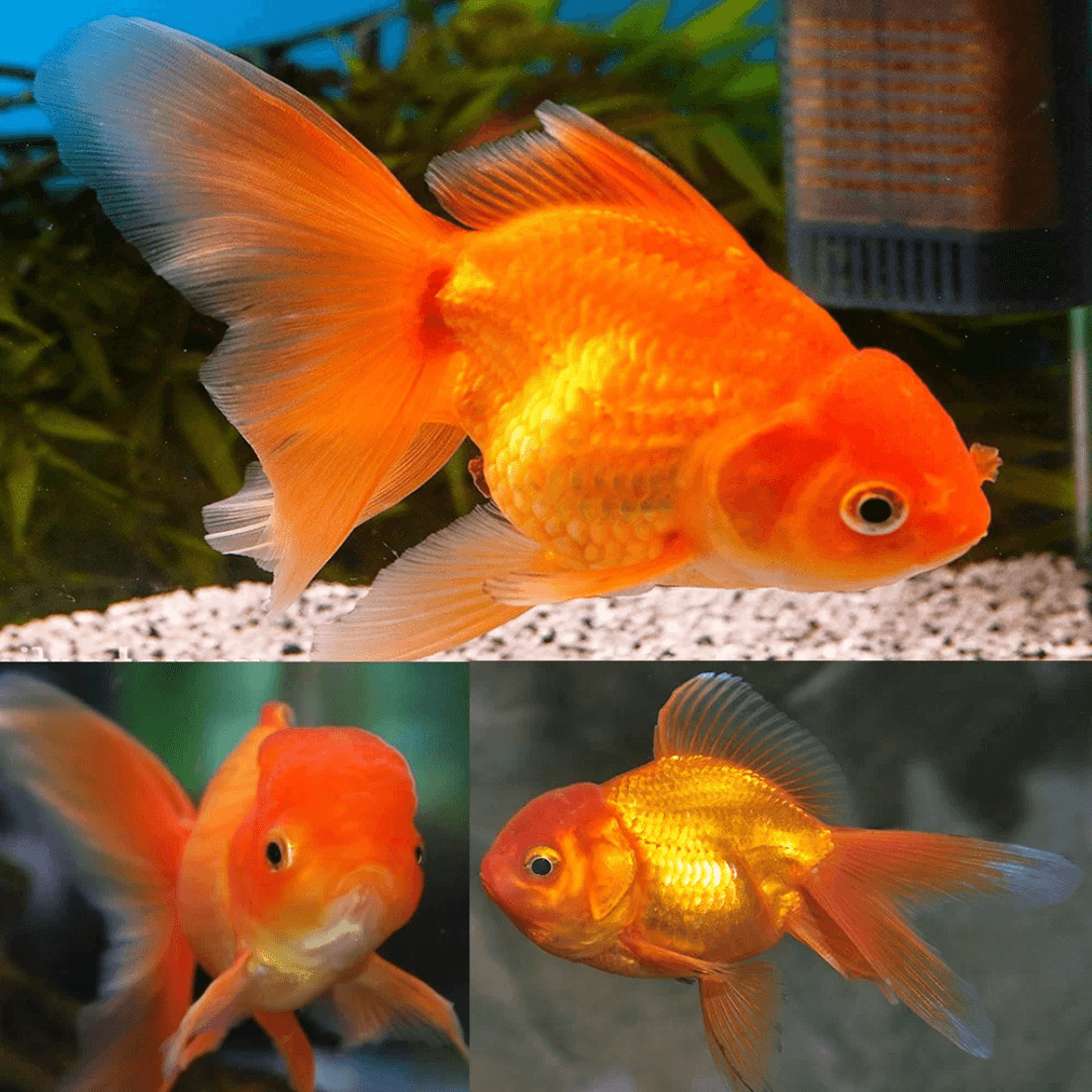 Red Oranda 7-8cm – Carassius auratus
