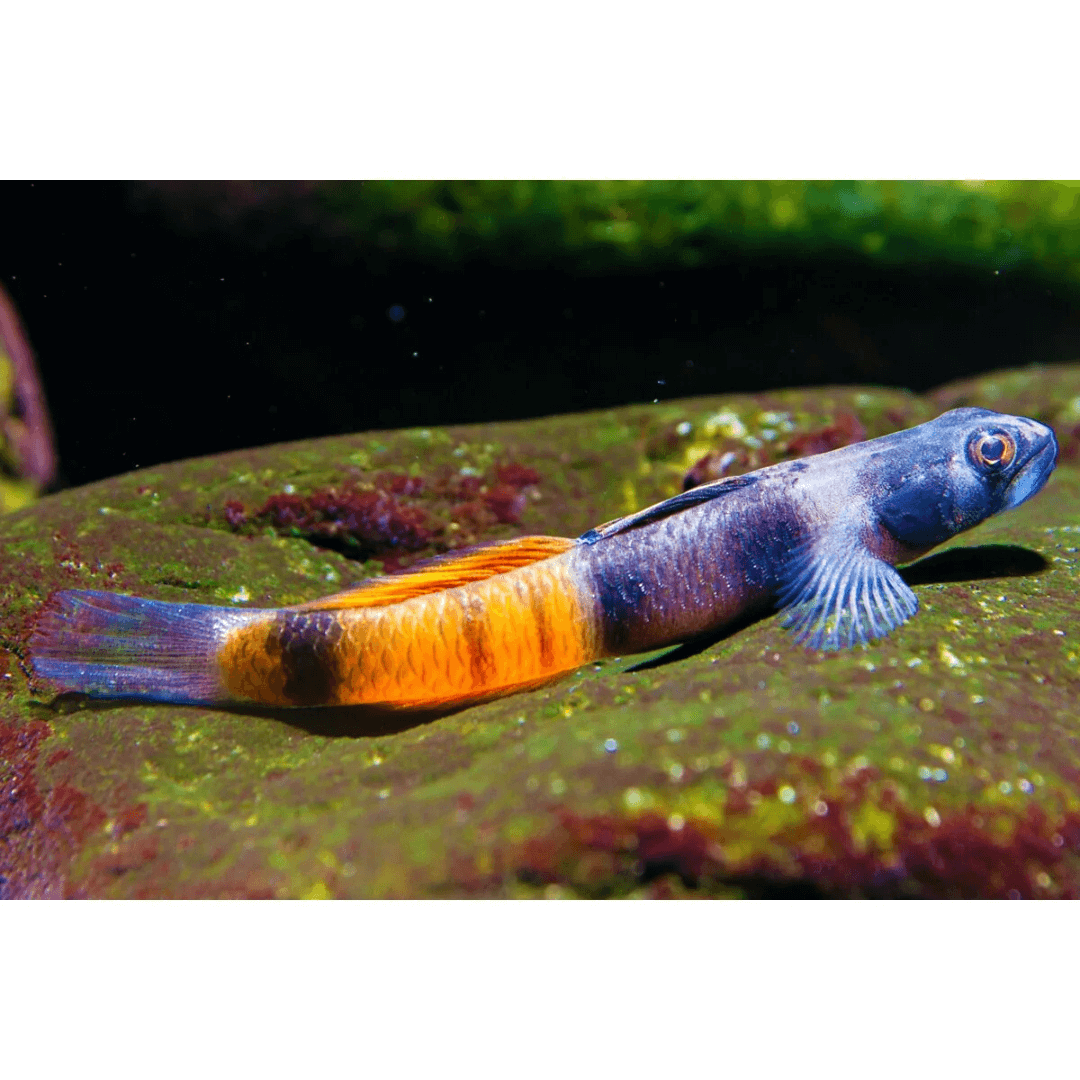 Red Papua Goby – Sicyopus zosterophorus