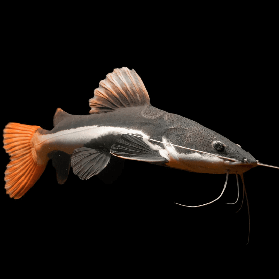 Red Tail Catfish – Phractocephalus hemioliopterus