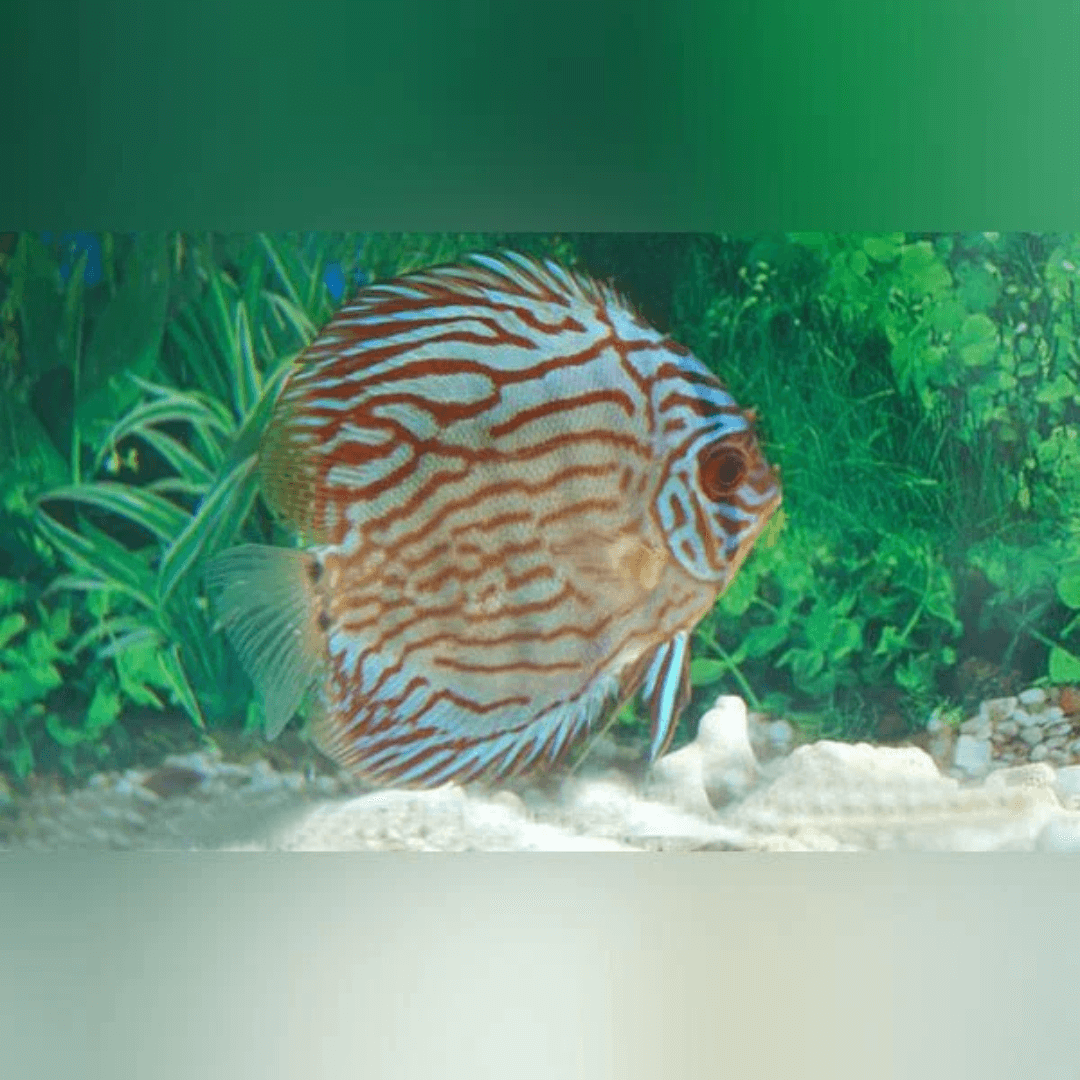 Red Turquoise Discus 5cm – Symphysodon aequifasciatus