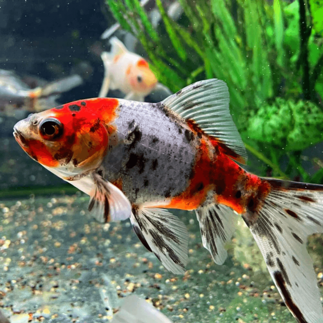 Red/White Comet Goldfish Subankin 6.5cm – Carassius auratus