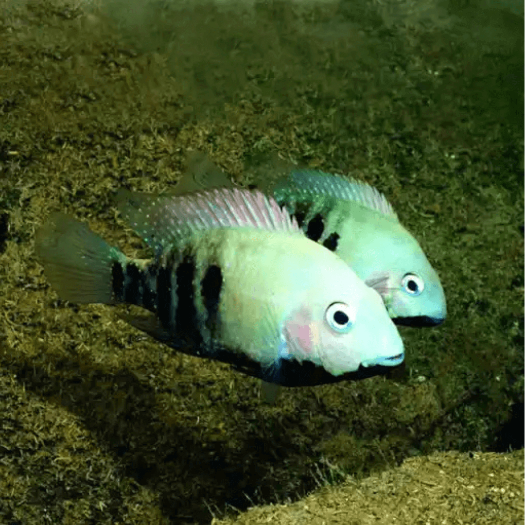 Saica Cichlid – Herichthys saica