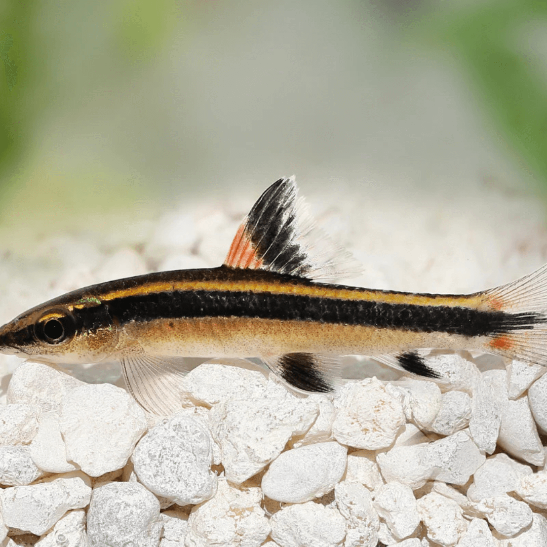Siamensis Kalopterus – Epalzeorhynchos kalopterus