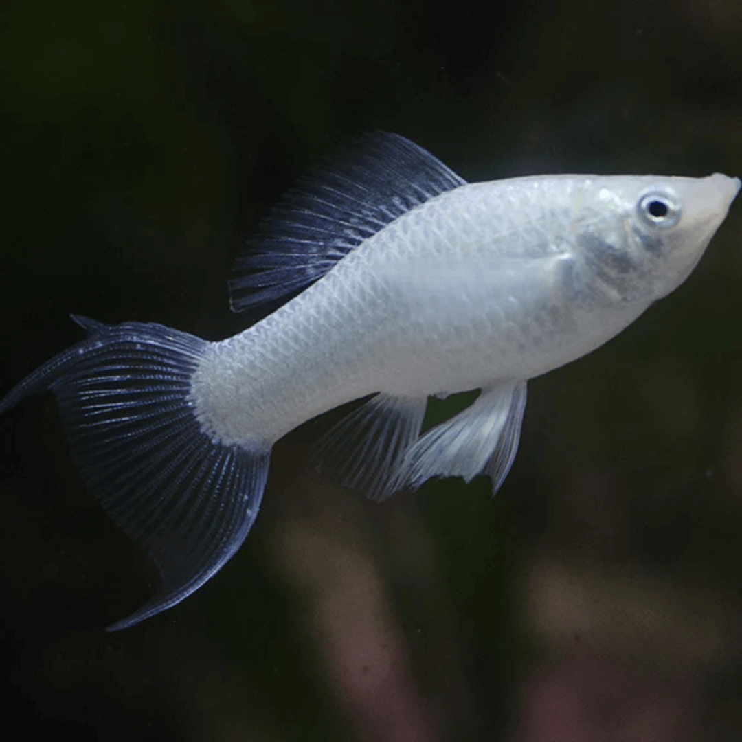 Silver Molly Lyretail XL – Poecilia latipinna