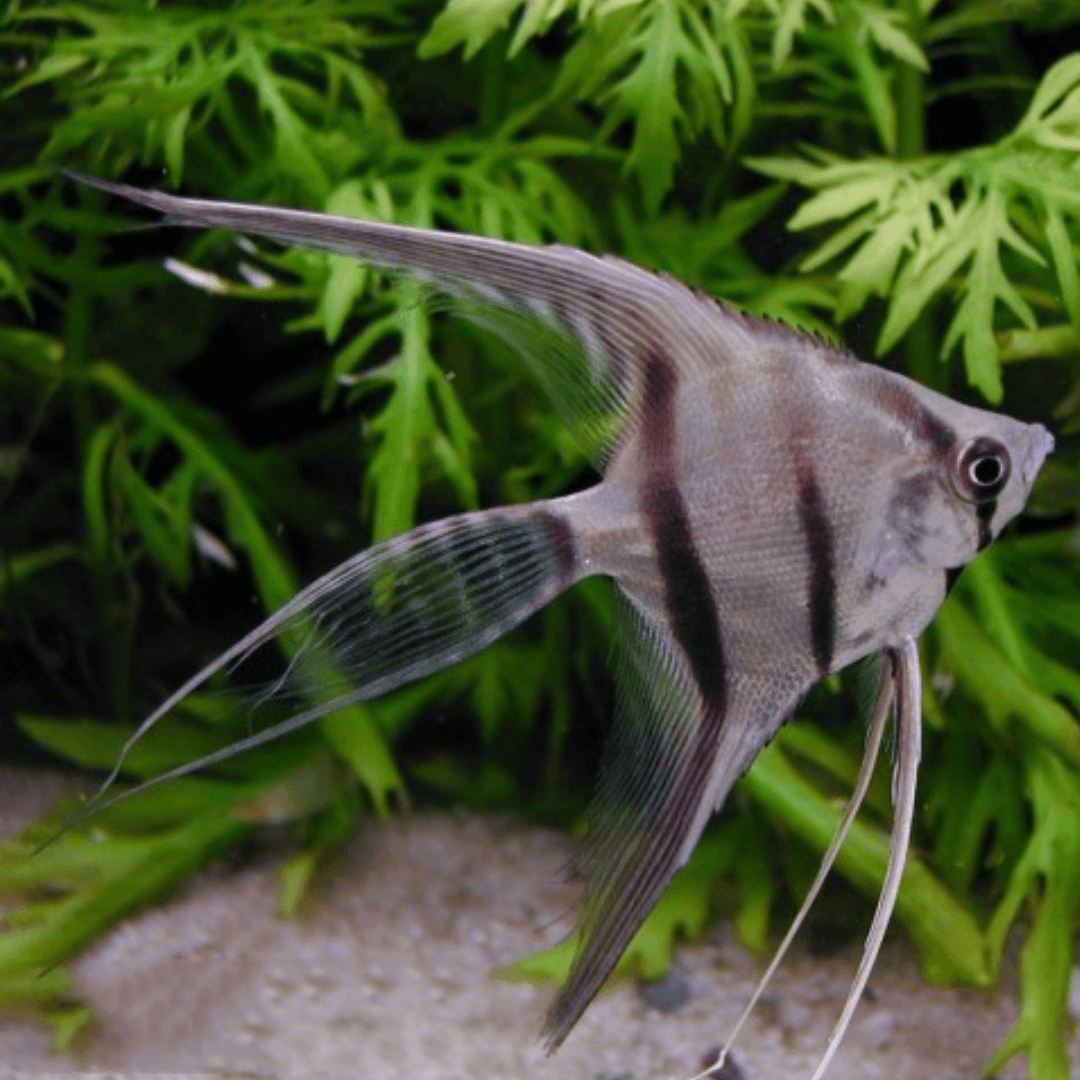 Skalar Black Veiltail – Pterophyllum scalare