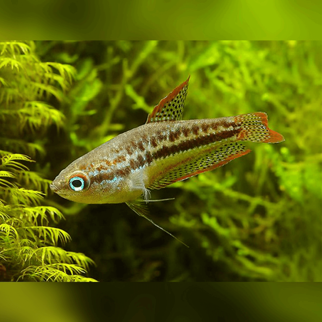 Sparkling Gourami – Trichopsis pumila