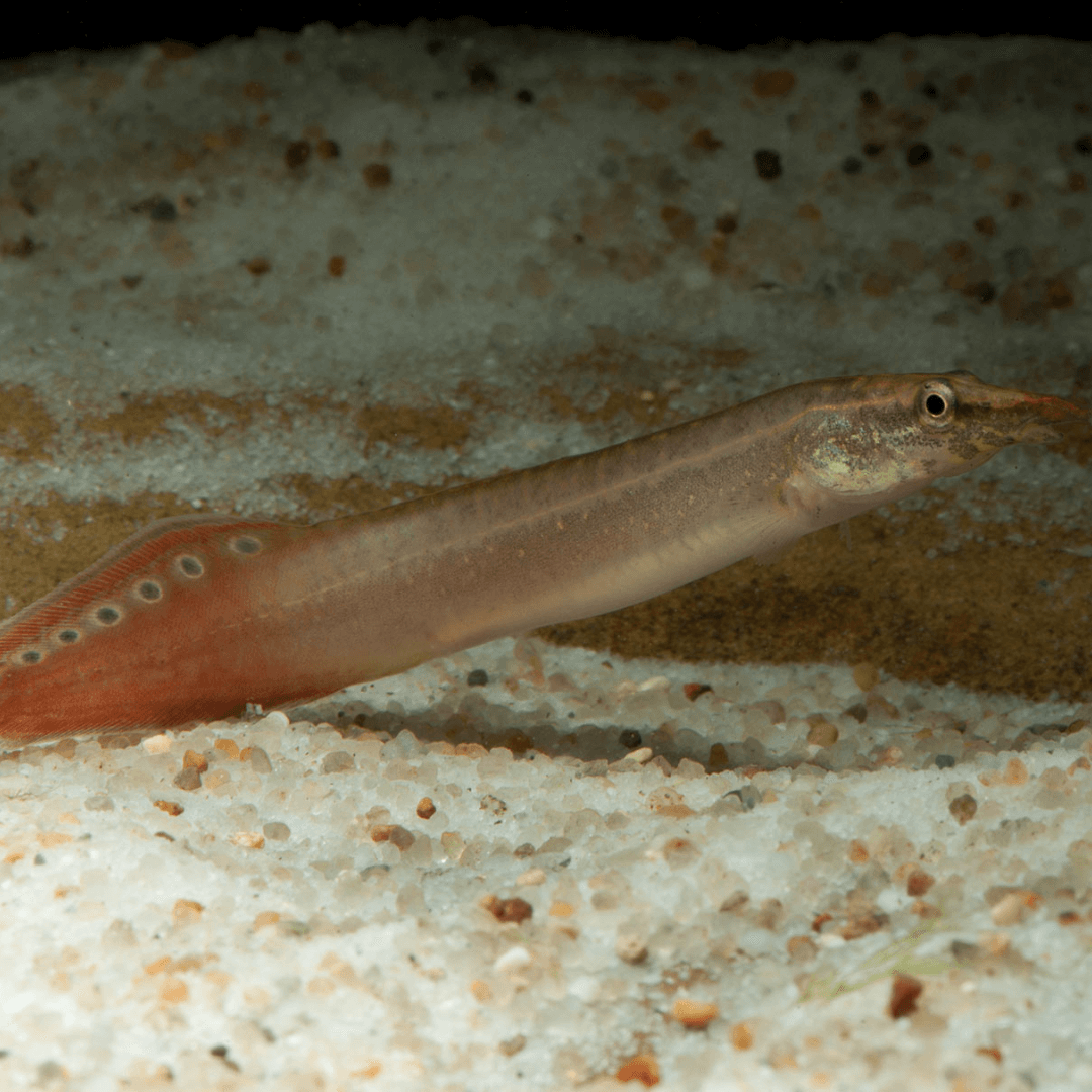 Spiny Eel – Macrognathus aculeatus