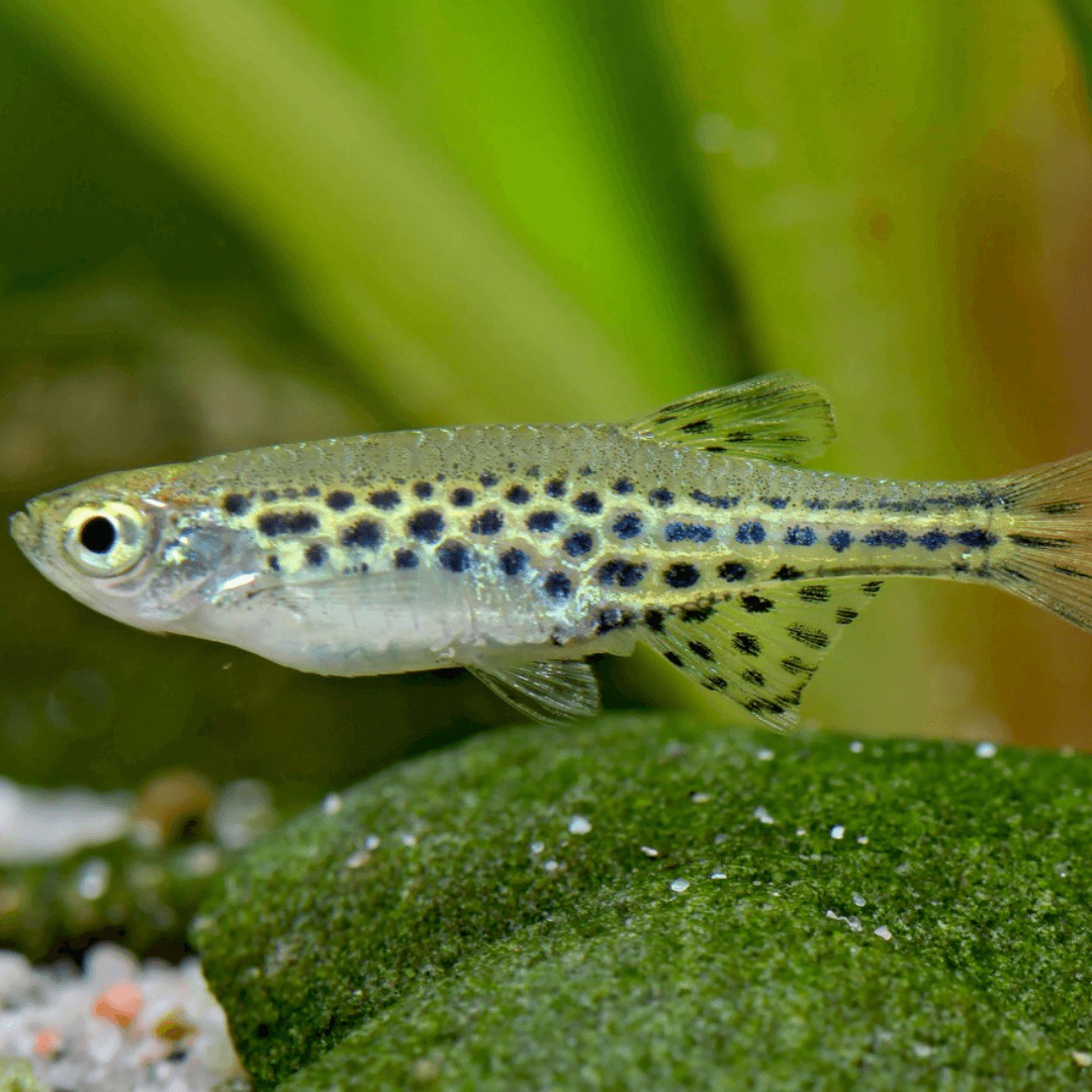 Spotted Gold Burmese Danio – Danio tinwini