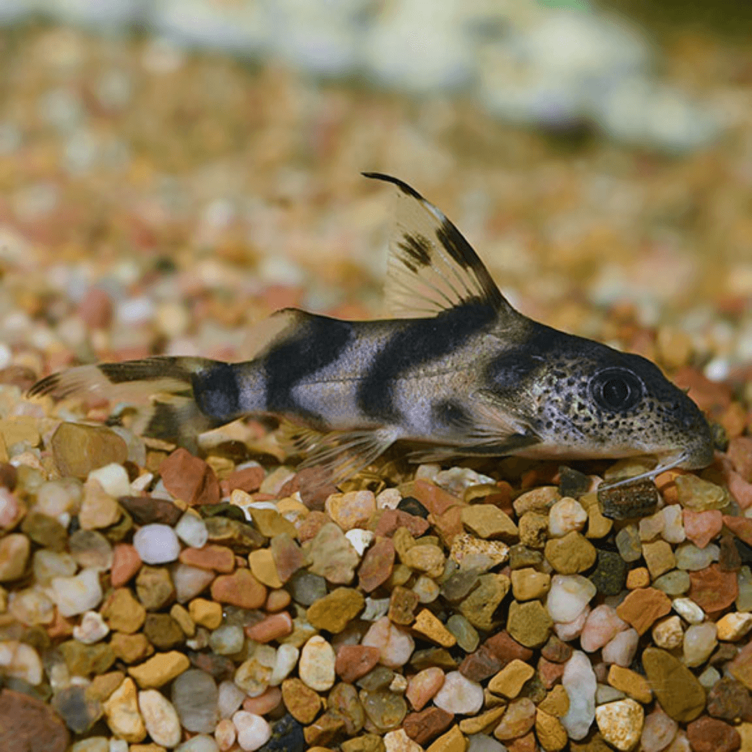 Synodontis Decorus – Synodontis decorus