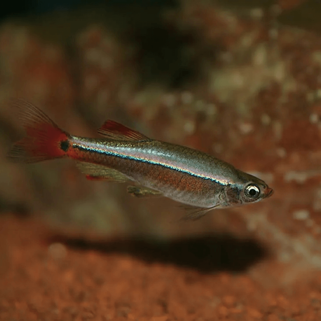 Tanotis – Tanichthys albonubes