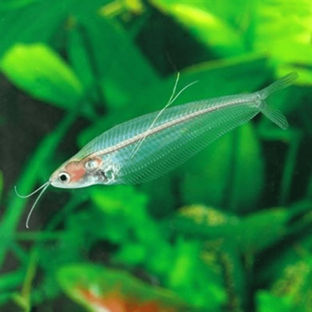 Thailand Glass Catfish – Kryptopterus bicirrhis